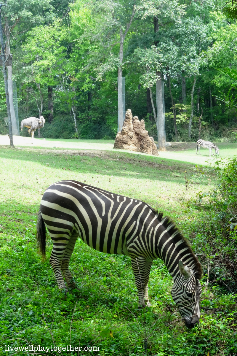 Day Trip NC: North Carolina Zoo + Tips for Traveling with Your Toddler ...